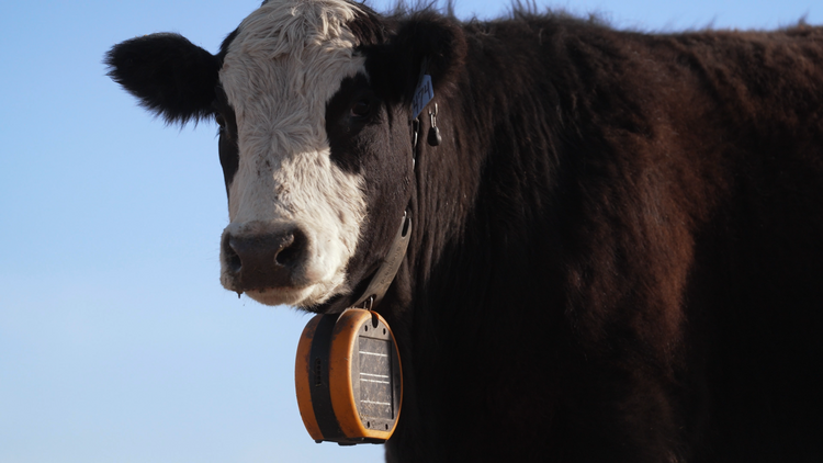 Our Process – PLAINVIEW BEEF CO.